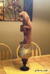 Balancing Dog | Best Funny Gifs Updated Daily