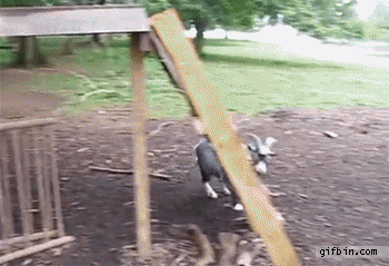 Goat On A Slide | Best Funny Gifs Updated Daily