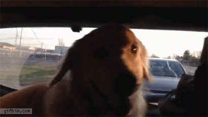 Goldern Retriever Vs. Rear Windshield Wiper | Best Funny Gifs Updated Daily