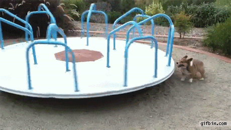 Corgi Jumps On Spinning Carousel | Best Funny Gifs Updated Daily