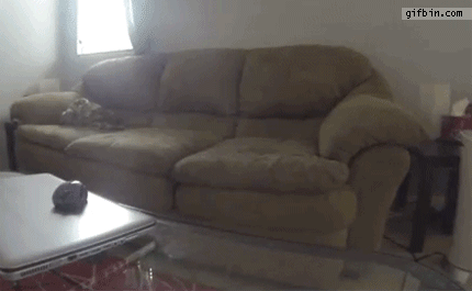 Dog Couch Jump Fail | Best Funny Gifs Updated Daily