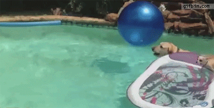 Puppy Surfs On Dog's Back Across Pool | Best Funny Gifs Updated Daily