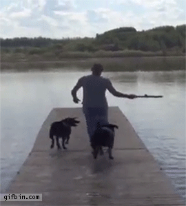 Black Labs On Pier Fetch Fail | Best Funny Gifs Updated Daily