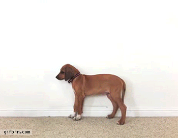 Dog growing in time-lapse (Rhodesian Ridgeback, from 2 months to 3 ...