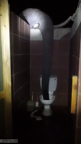 Elephant Drinks Toilet Water | Best Funny Gifs Updated Daily