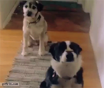 Two-dog treat trick - Full screen | Best Funny Gifs And Animated Gifs ...