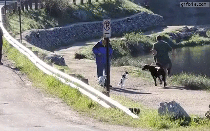 Elk Attacks Jogger And His Dog | Best Funny Gifs Updated Daily