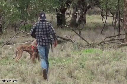 Man punches kangaroo - Full screen | Best Funny Gifs And Animated Gifs Updated Daily