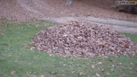 Leaf Blower Gets A Surprise | Best Funny Gifs Updated Daily