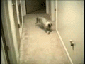 Cat Flip | Best Funny Gifs Updated Daily