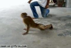 Monkey Doing Pushups | Best Funny Gifs Updated Daily