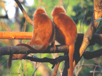 Monkey Prank | Best Funny Gifs Updated Daily