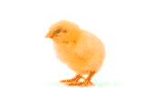 Cute Chick | Best Funny Gifs Updated Daily