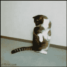 Cat Trying To Catch It's Tail | Best Funny Gifs Updated Daily