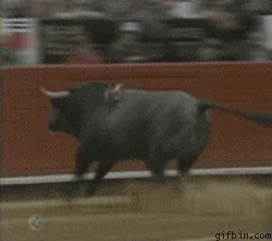 Bullfighting - Bull Jumps Into Crowd | Best Funny Gifs Updated Daily