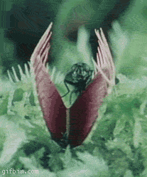 Fly Eaten By Plant | Best Funny Gifs Updated Daily