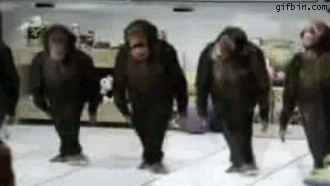 Dancing Chimps | Best Funny Gifs Updated Daily