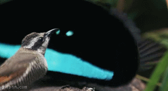 Funny Bird Courtship Dance | Best Funny Gifs Updated Daily