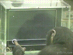 Chimp Memory Test | Best Funny Gifs Updated Daily