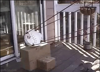 Squirrel Catapult | Best Funny Gifs Updated Daily