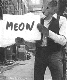 Subterranean Homesick Cat | Best Funny Gifs Updated Daily
