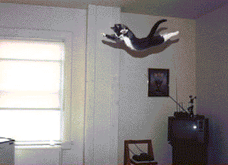 Flying Kitten | Best Funny Gifs Updated Daily