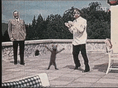 Hitler Cat Dance | Best Funny Gifs Updated Daily