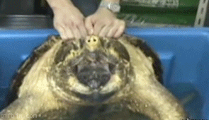 Turtle Bite | Best Funny Gifs Updated Daily