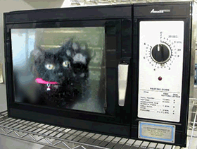 Gifbin - Cat in microwave (Reverse Gif)