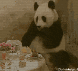 Panda Surprise Bill | Best Funny Gifs Updated Daily