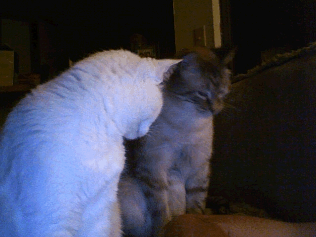 Cats Feeling The Beat | Best Funny Gifs Updated Daily