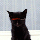 Cat Vs. Mouse | Best Funny Gifs Updated Daily