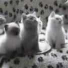 Best Funny Gifs And Animated Gifs Updated Daily - Gifbin