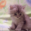 Best Funny Gifs And Animated Gifs Updated Daily - Gifbin